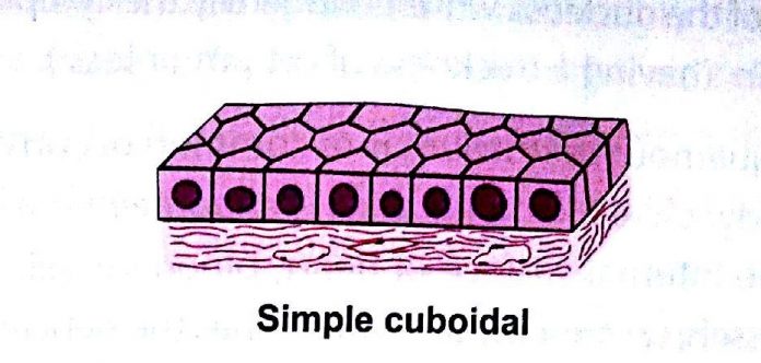 Classification of epithelium - Medical Study Zone