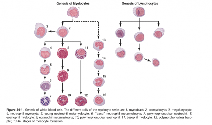Erythropoiesis (Development of erythrocytes) - Medical Study Zone