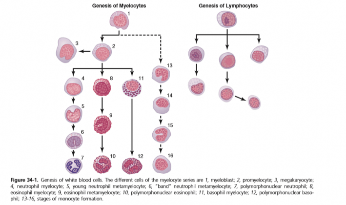 Erythropoiesis (Development of erythrocytes) - Medical Study Zone