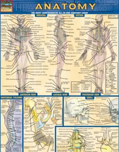 Bar Charts Quick Study Anatomy Volume 1 PDF Free Download - Medical ...